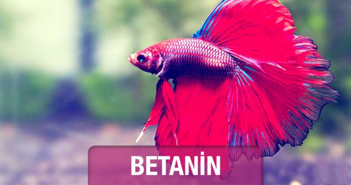 Betanin E162 Pancar Kırmızısı Doğal Renklendirici - Gıda Boyası
